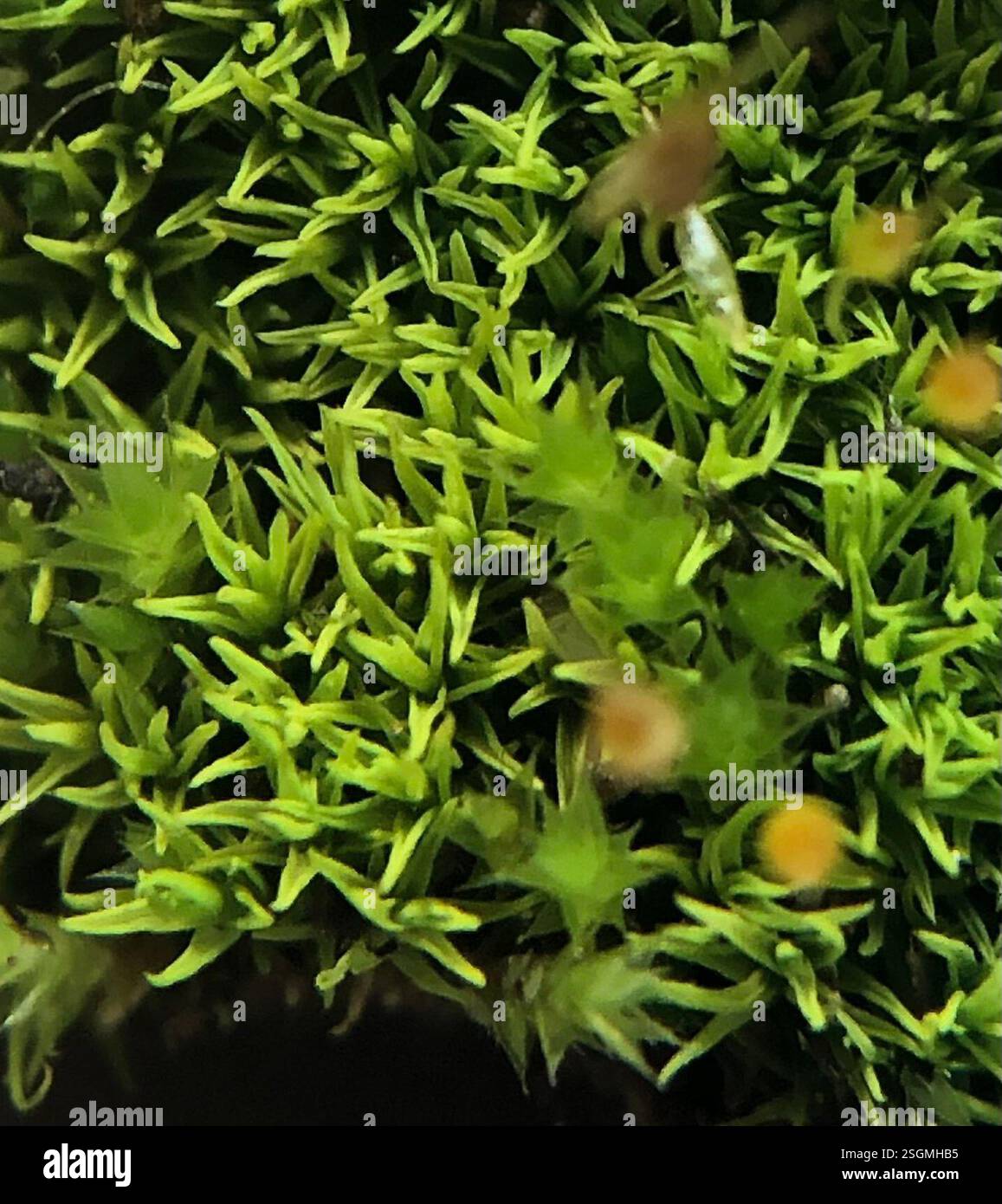 Green-tufted Stubble Moss (Weissia controversa), Plantae, Latrobe Dr ...