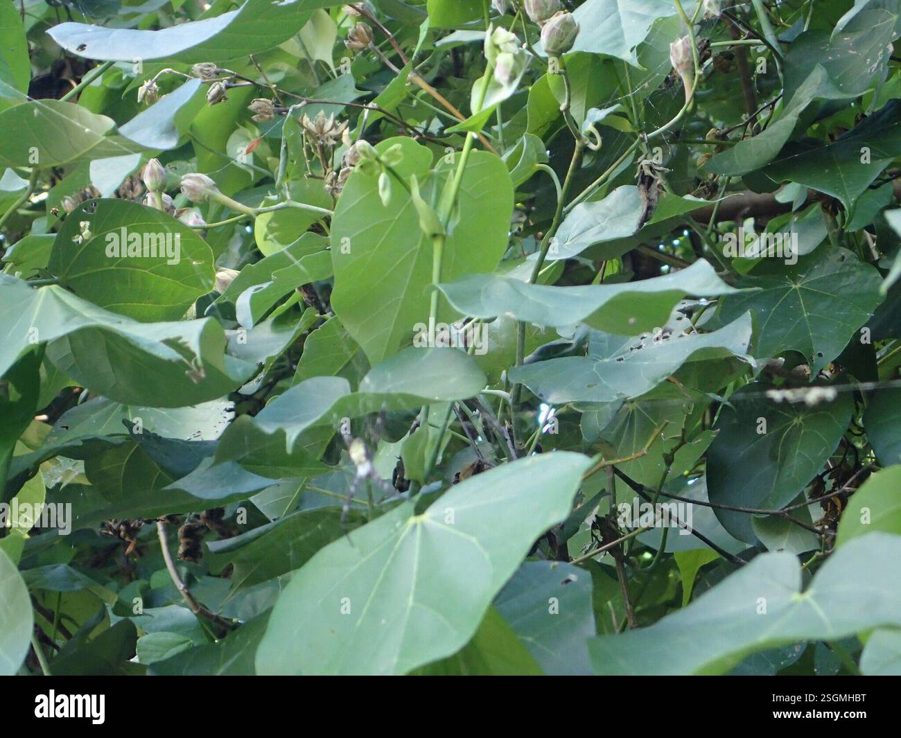 sea hibiscus (Hibiscus tiliaceus), Plantae, Kahului, HI, USA Stock ...