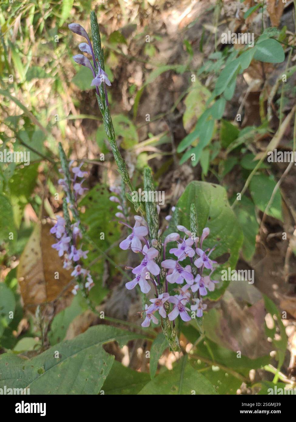 (Eranthemum), Plantae, Mount Zwegabin, Eranthemum macrophyllum Stock ...
