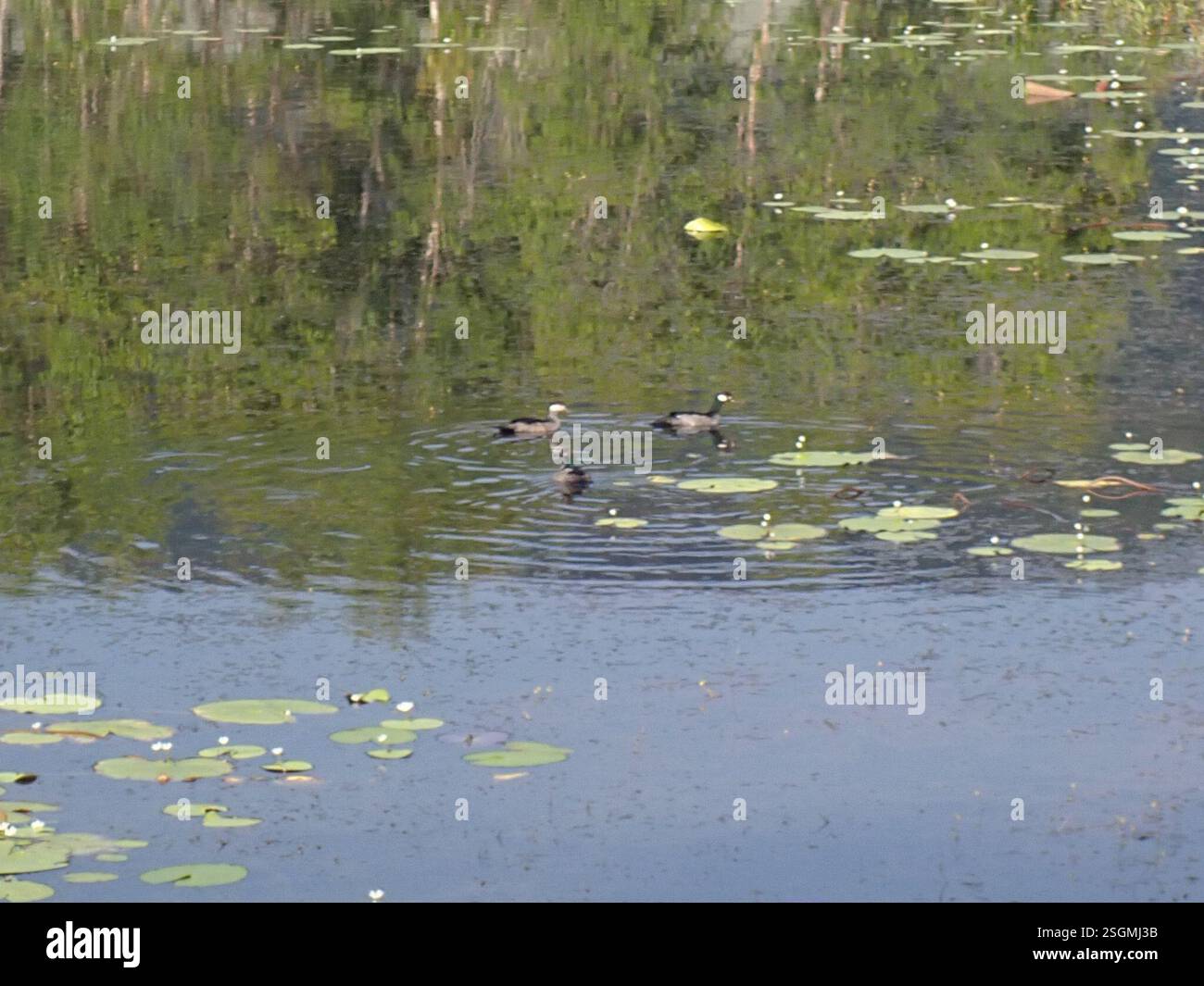 Green Pygmy-Goose (Nettapus pulchellus), Aves, Cairns QLD, Australia ...