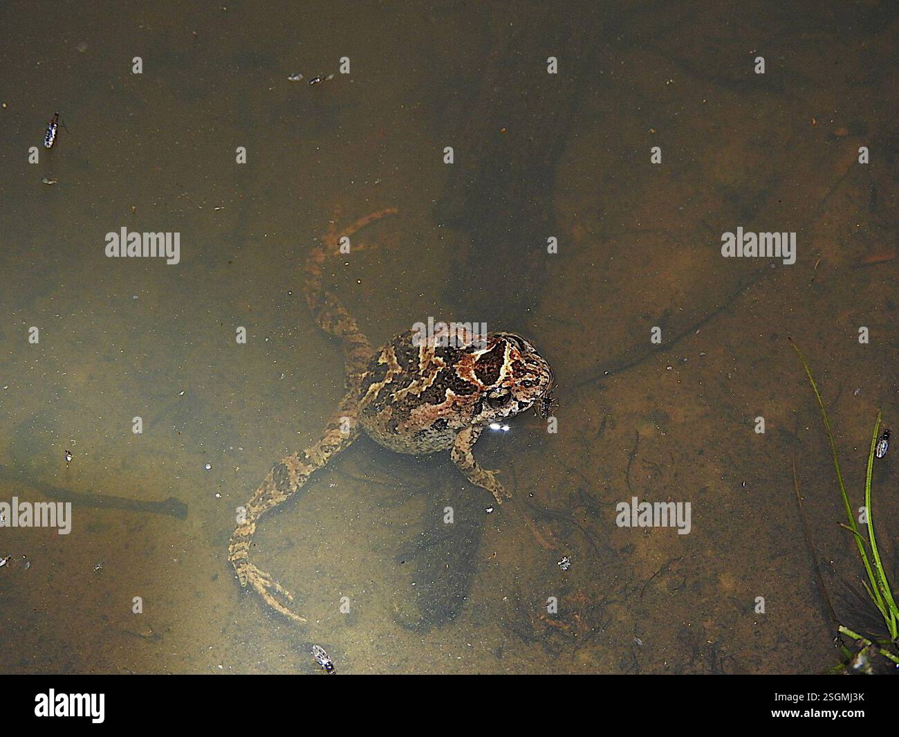 Common Eastern Froglet (Crinia signifera), Amphibia, Hobart TAS ...