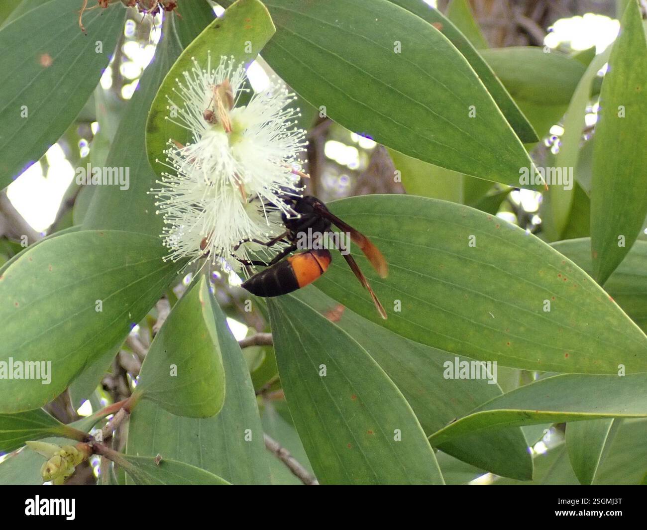 Lesser Banded Hornet (Vespa affinis), Insecta, Jalan Dato Salleh Sulong ...