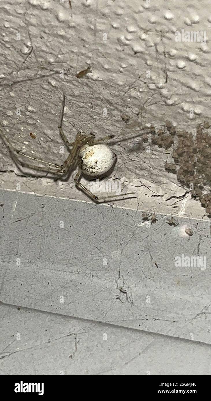 White porch spider (Cryptachaea gigantipes), Arachnida, Auckland, NZ ...