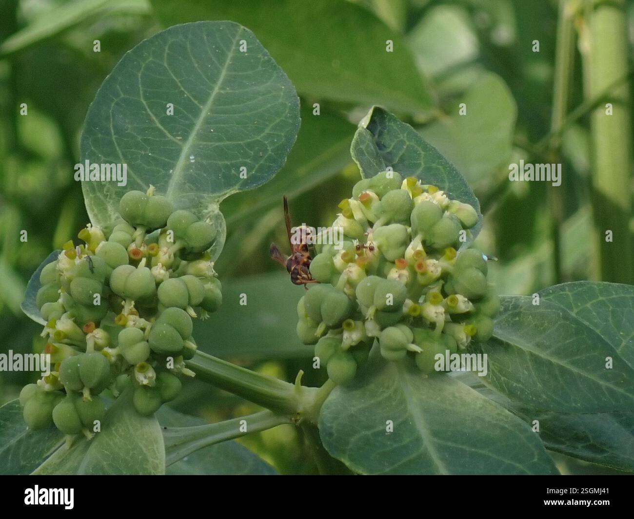 Tropical Paper Wasp (Polistes stigma), Insecta, Caravonica QLD 4878 ...