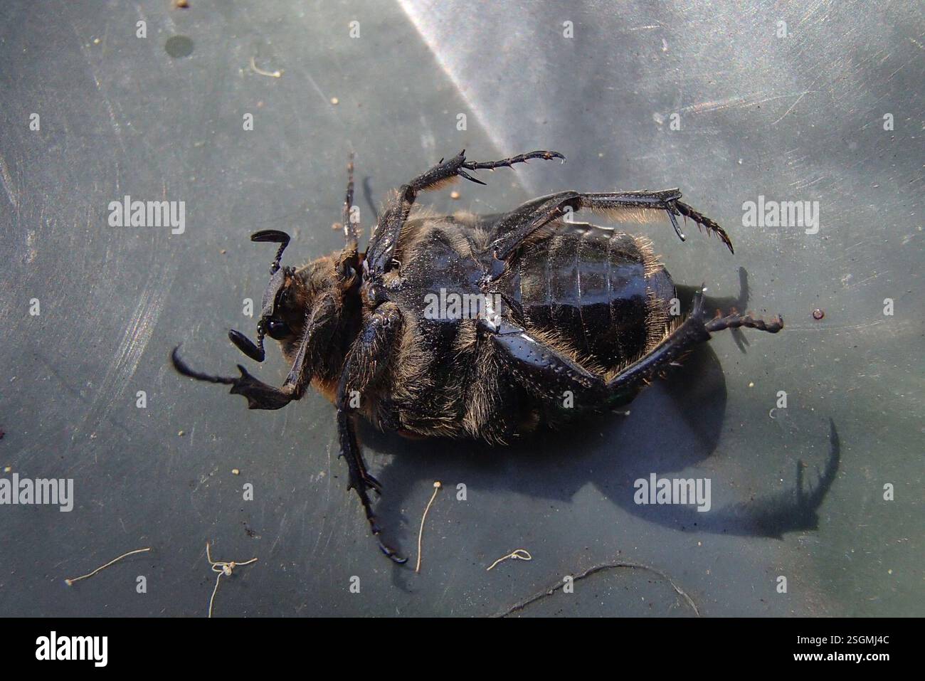 Cowboy Beetle (Chondropyga dorsalis), Insecta, 62 Railway Parade ...