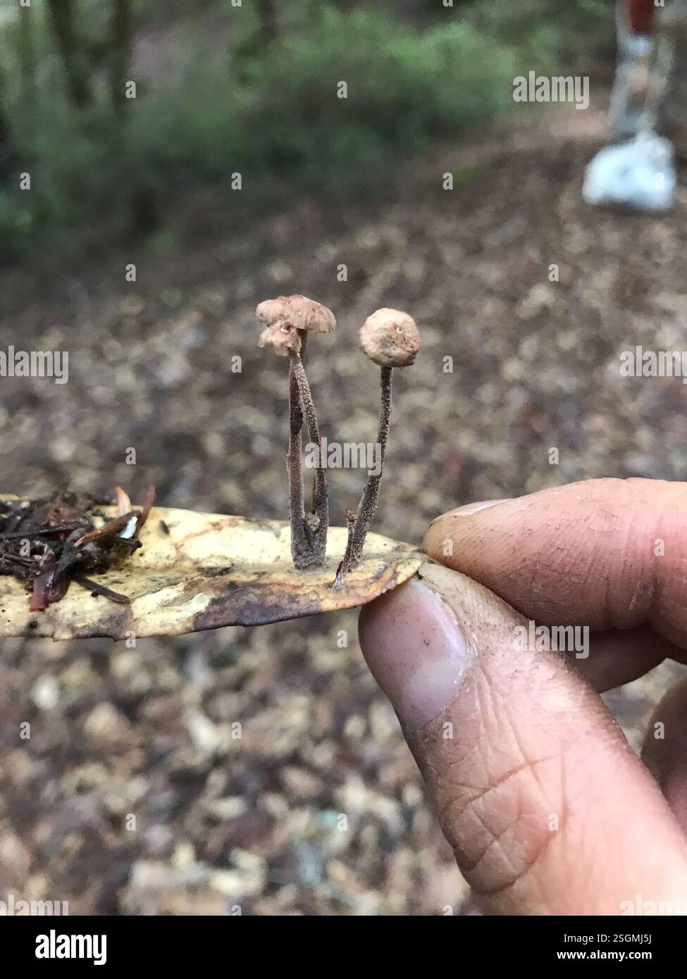 Oak-leaf Pinwheel (Collybiopsis quercophila), Fungi, Mendocino County ...