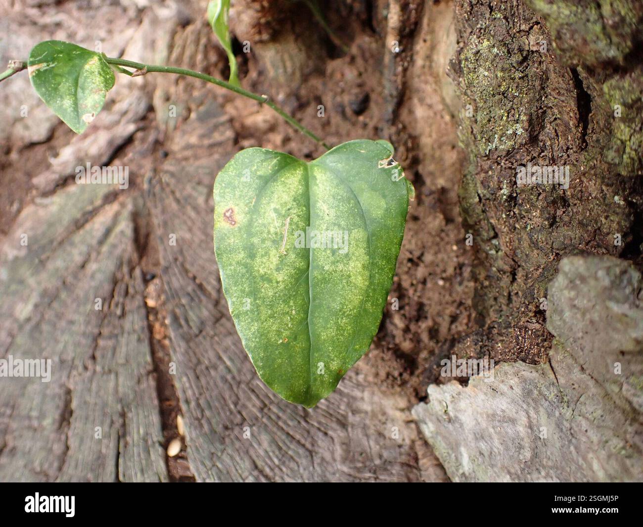 greenbriers (Smilax), Plantae, North Carolina, US Stock Photo - Alamy