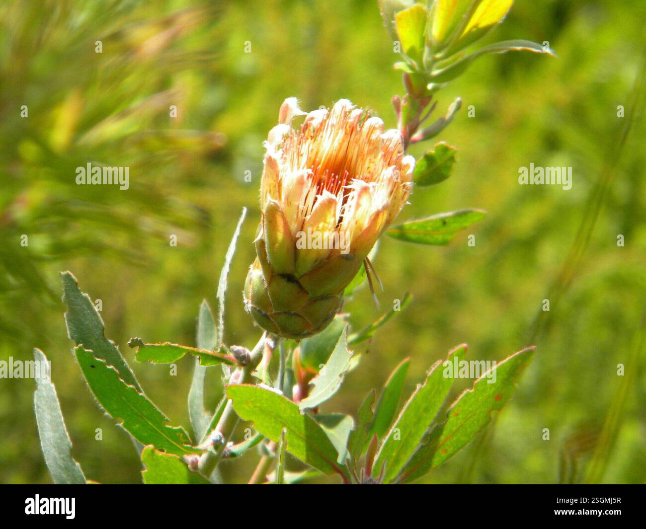 Forest Sugarbush (Protea mundii), Plantae, Palmiet river trail ...
