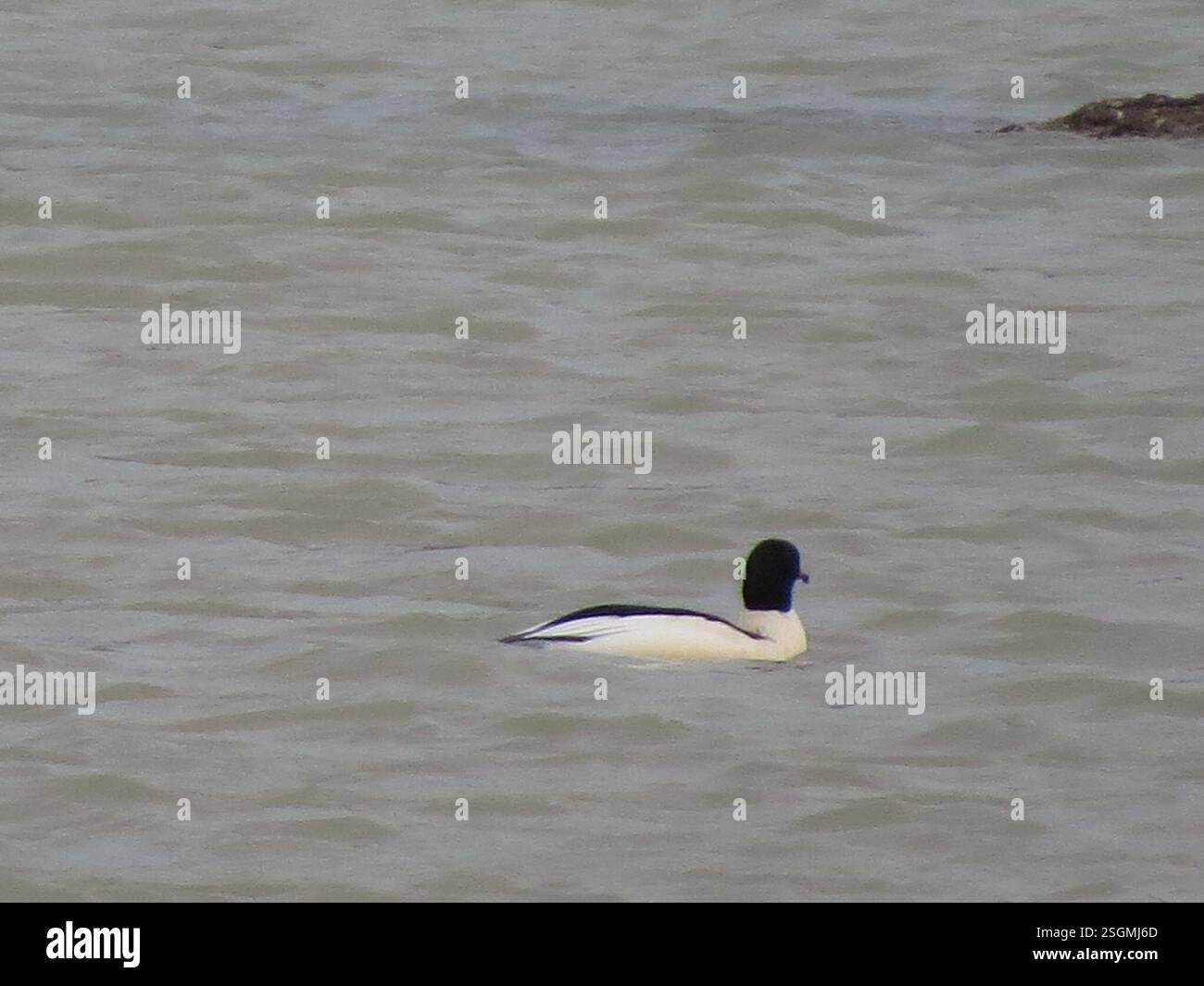 Goosander (Mergus merganser merganser), Aves, RSPB Old Moor Stock Photo ...