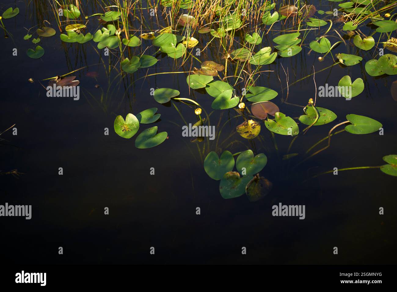 Green lily pads floating on a calm, dark pond surface under natural ...