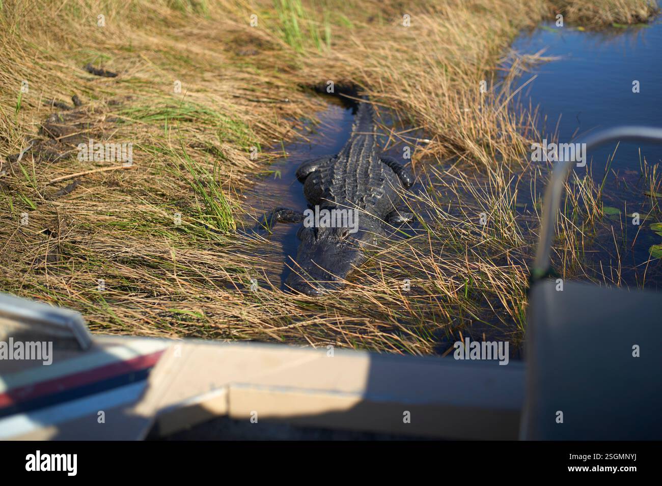 Large alligator resting among marsh grass near water in a sunny wetland ...