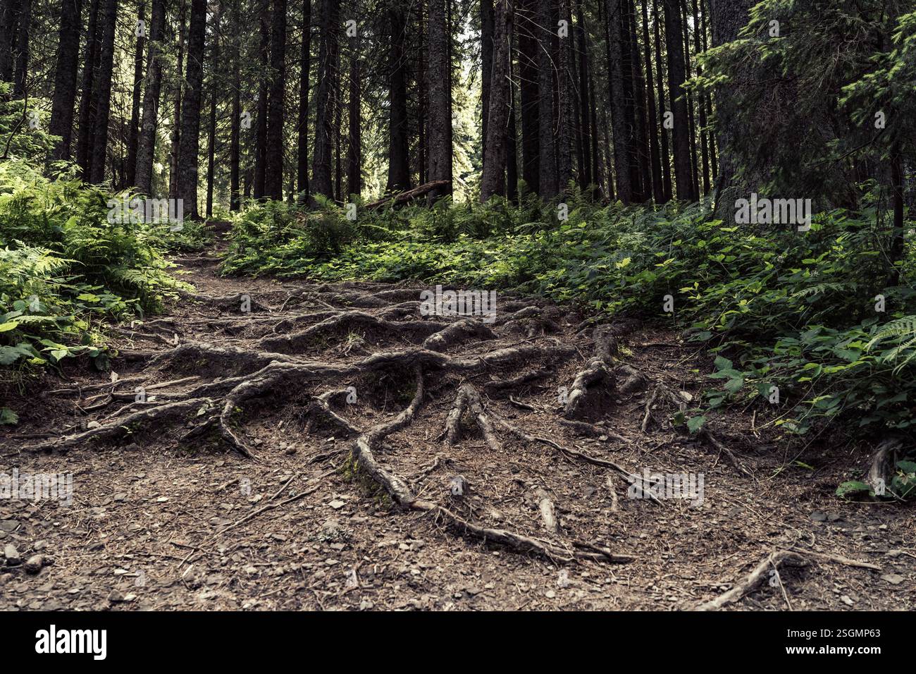 The twisted roots of the trees have surfaced along the forest trail ...