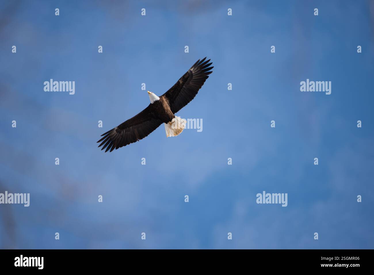 A Bald Eagle Flies Overhead Stock Photo - Alamy