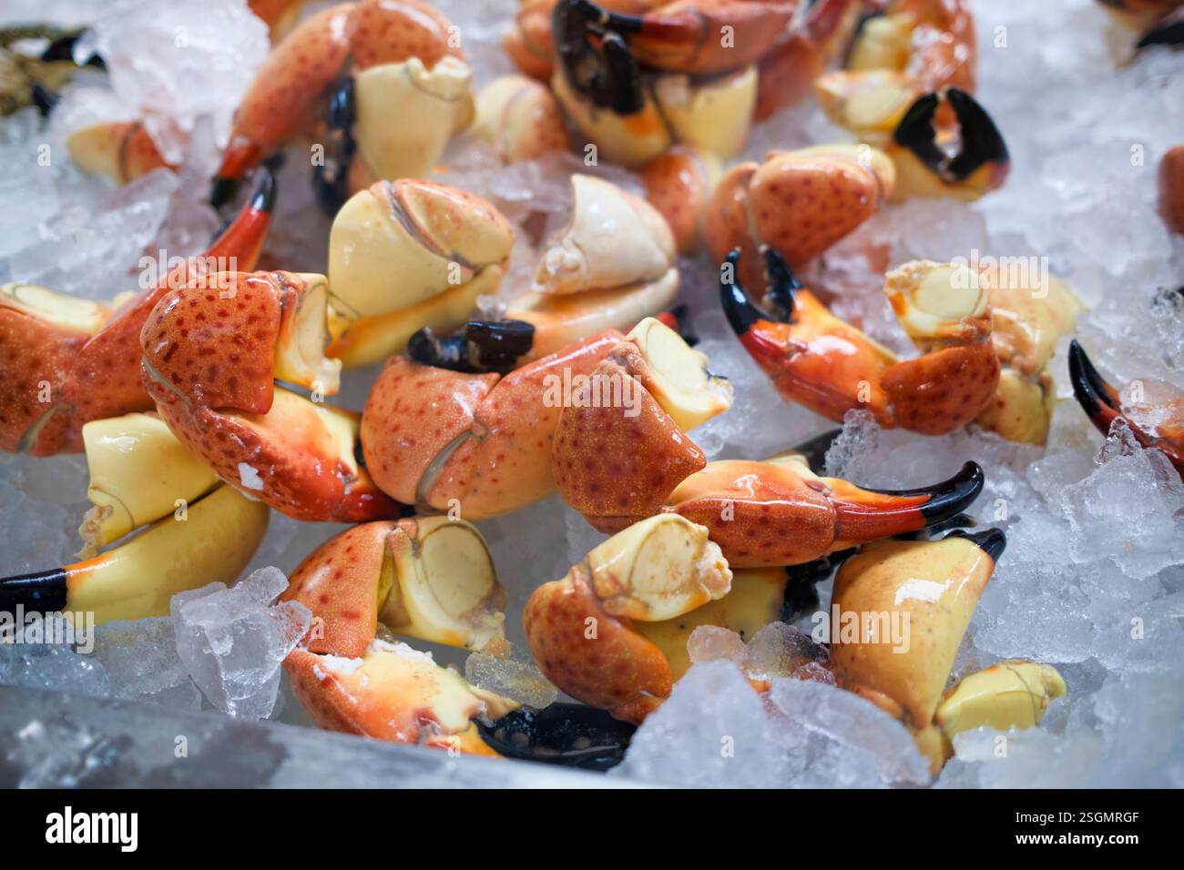 Fresh stone crab claws on ice, showcasing vibrant colors and textures ...