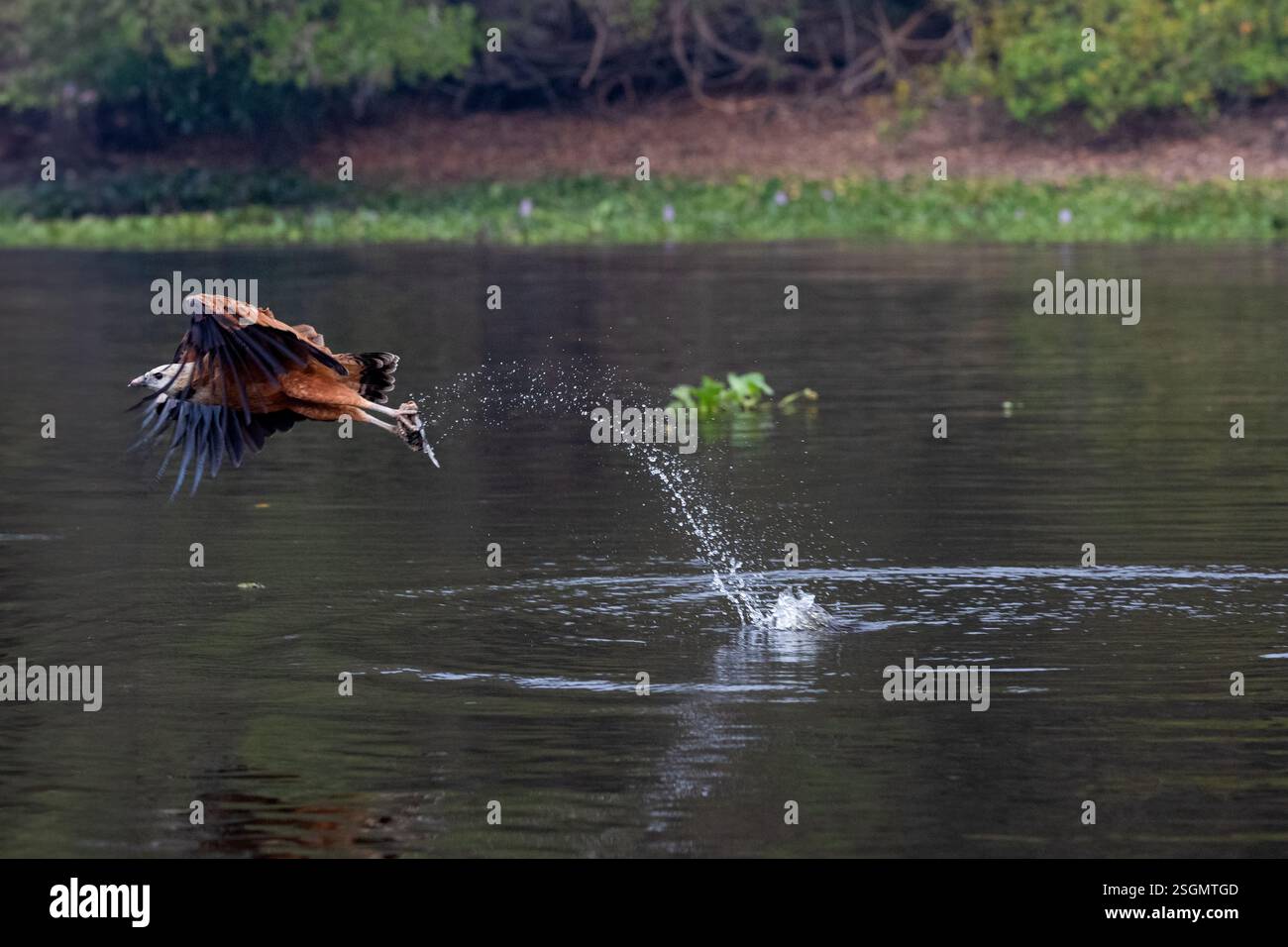 A black-collared hawk captures its prey with precision in the Pantana ...