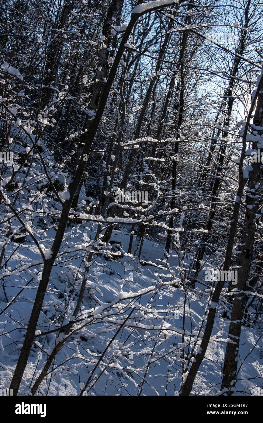 Vertical photo of natural forest on sunny winter day. Sloping young ...