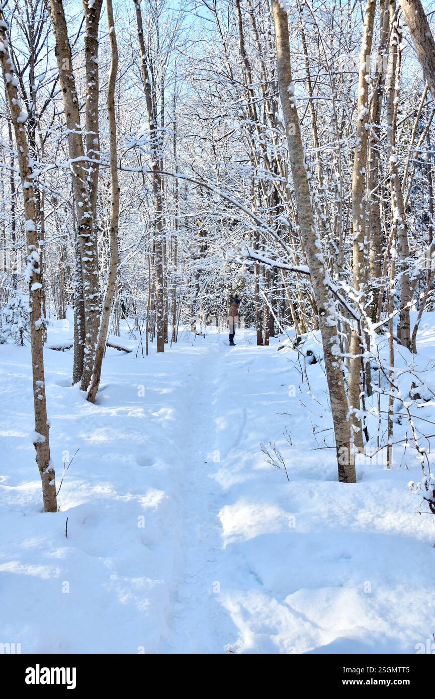 Vertical photo of pathway through forest in winter. Man standing at the ...