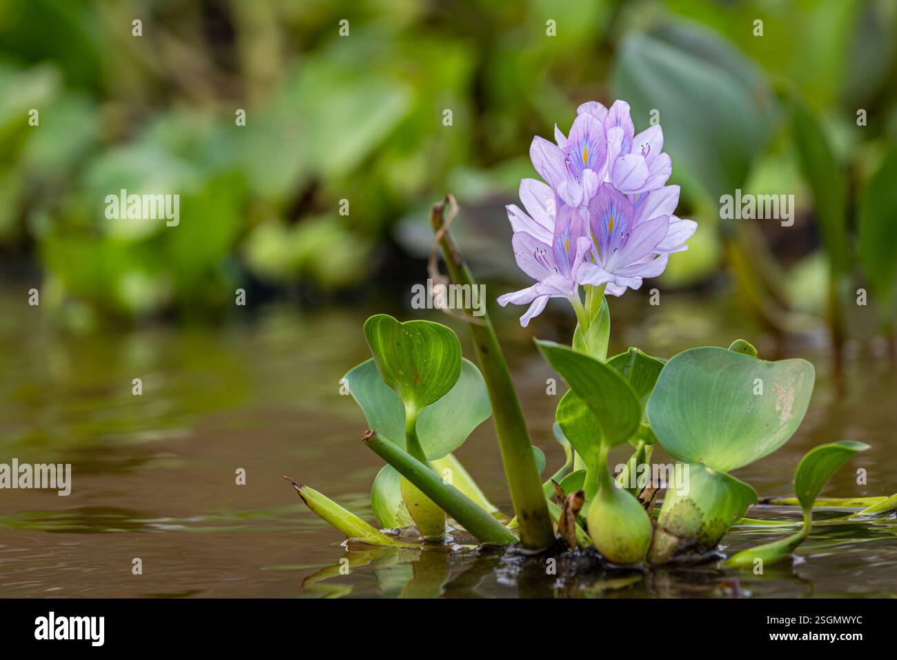 A delicate water hyacinth blooms above the waters of the Pantanal Stock ...