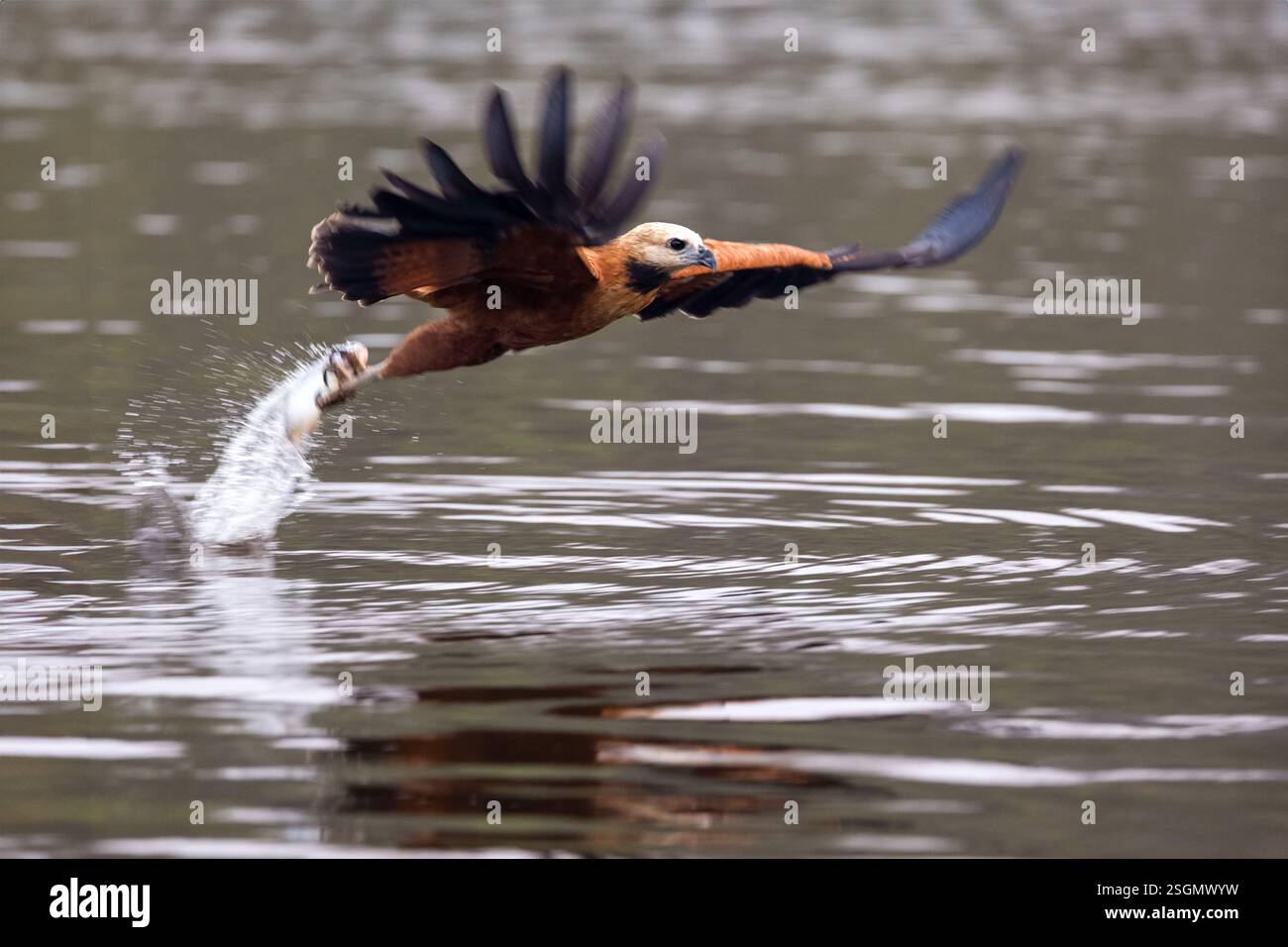 A black-collared hawk secures its catch in a flight over the water ...