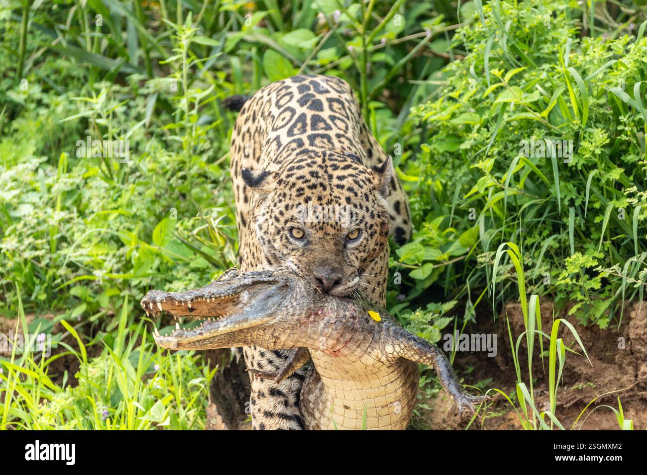 Jaguar Takes Down a Caiman, Predator and Prey Stock Photo - Alamy