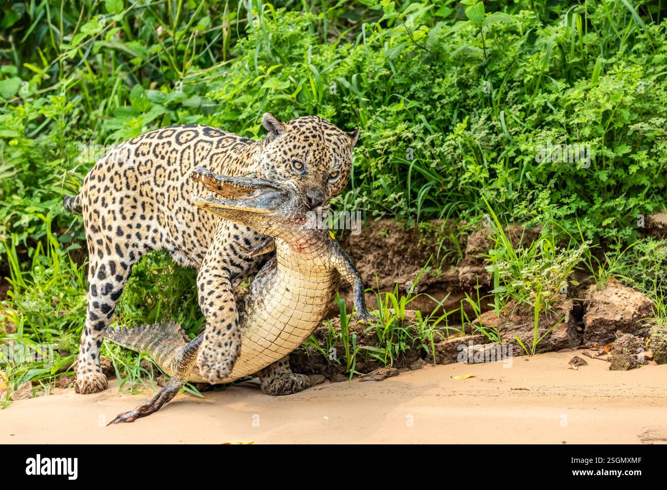 Jaguar Takes Down a Caiman, Predator and Prey Stock Photo - Alamy