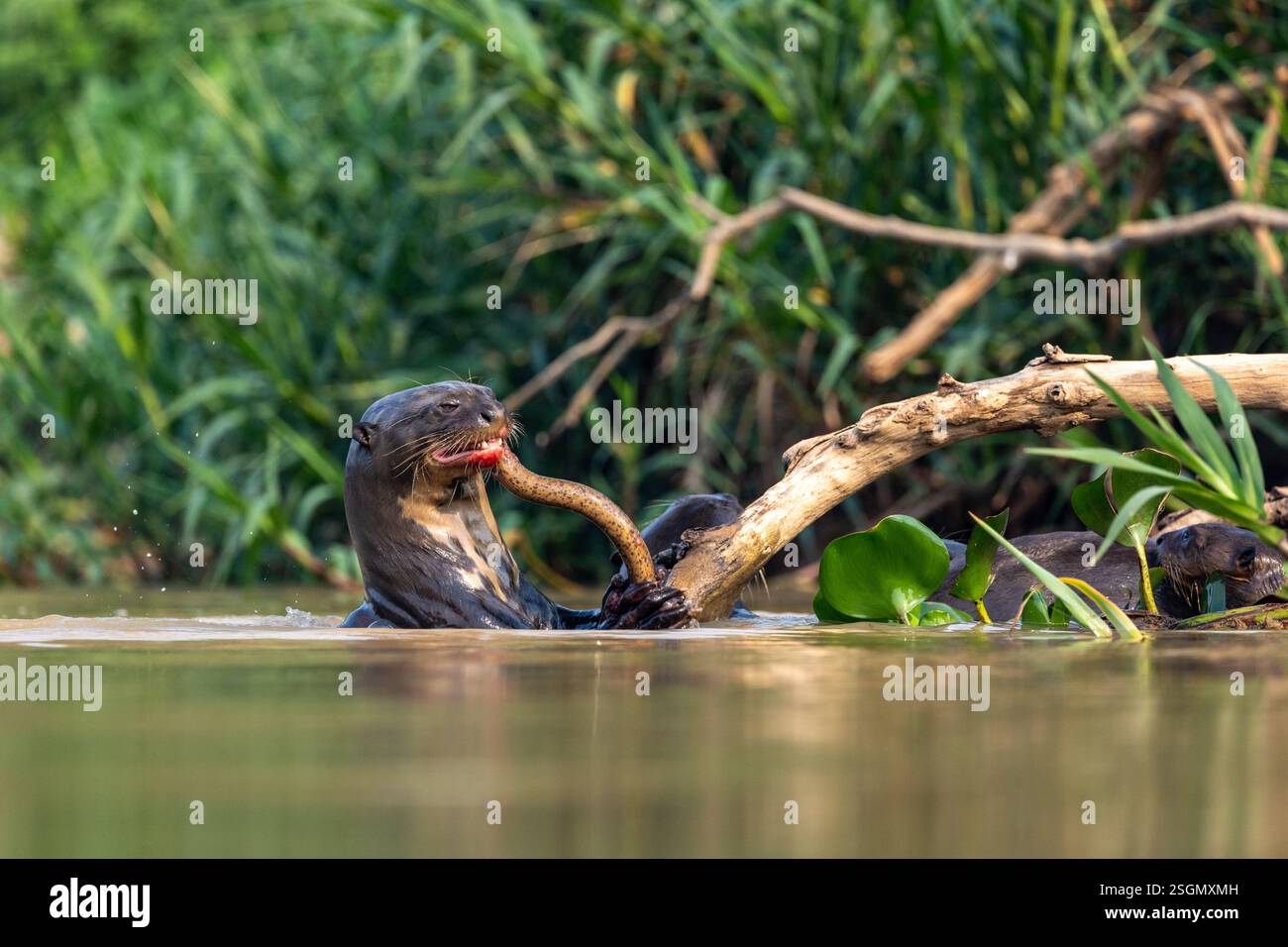 Giant Otter Devouring Its Prey in the River Stock Photo - Alamy