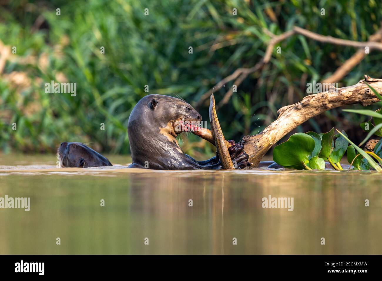 Giant Otter Devouring Its Prey in the River Stock Photo - Alamy