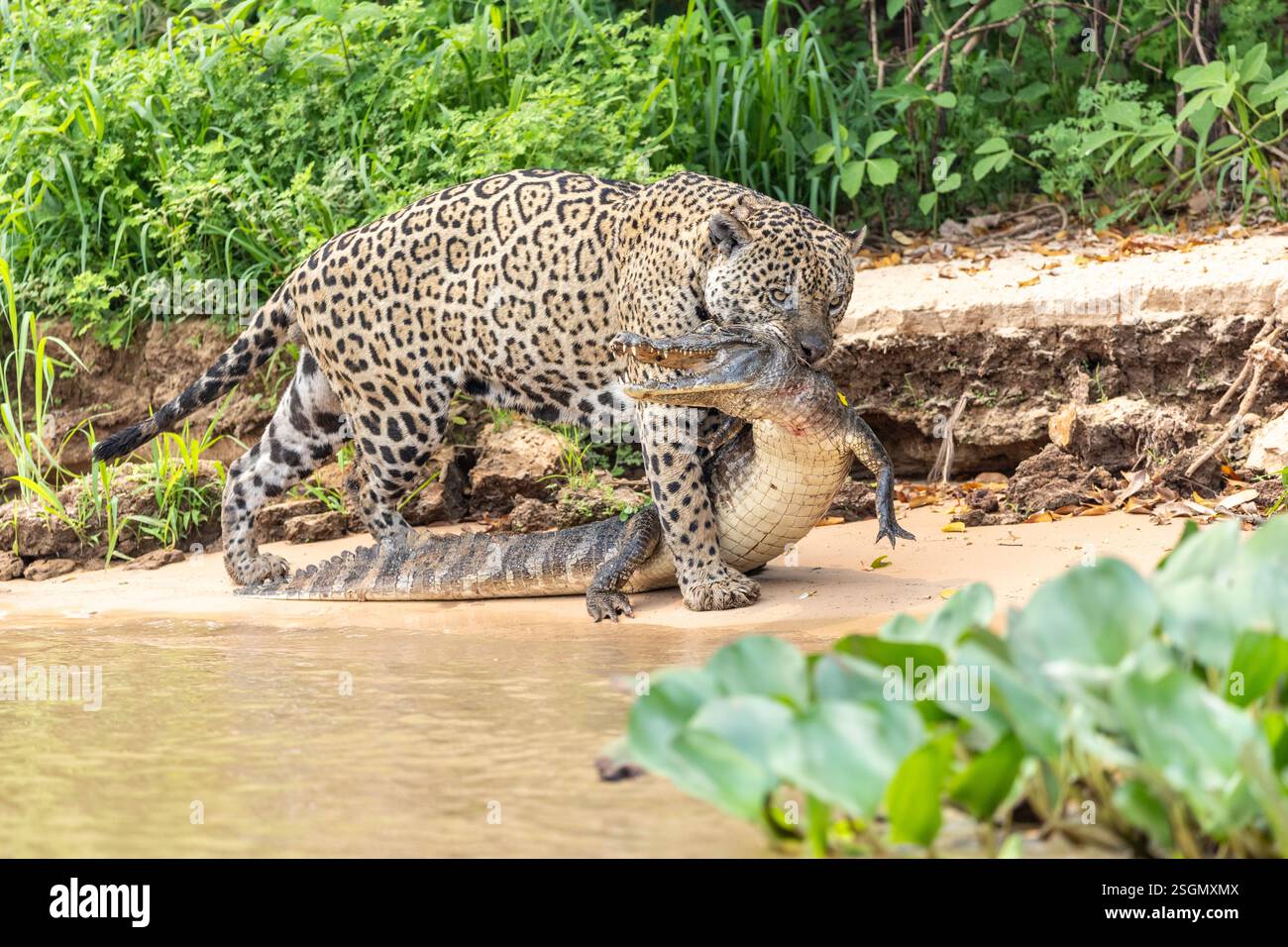 Jaguar Takes Down a Caiman, Predator and Prey Stock Photo - Alamy
