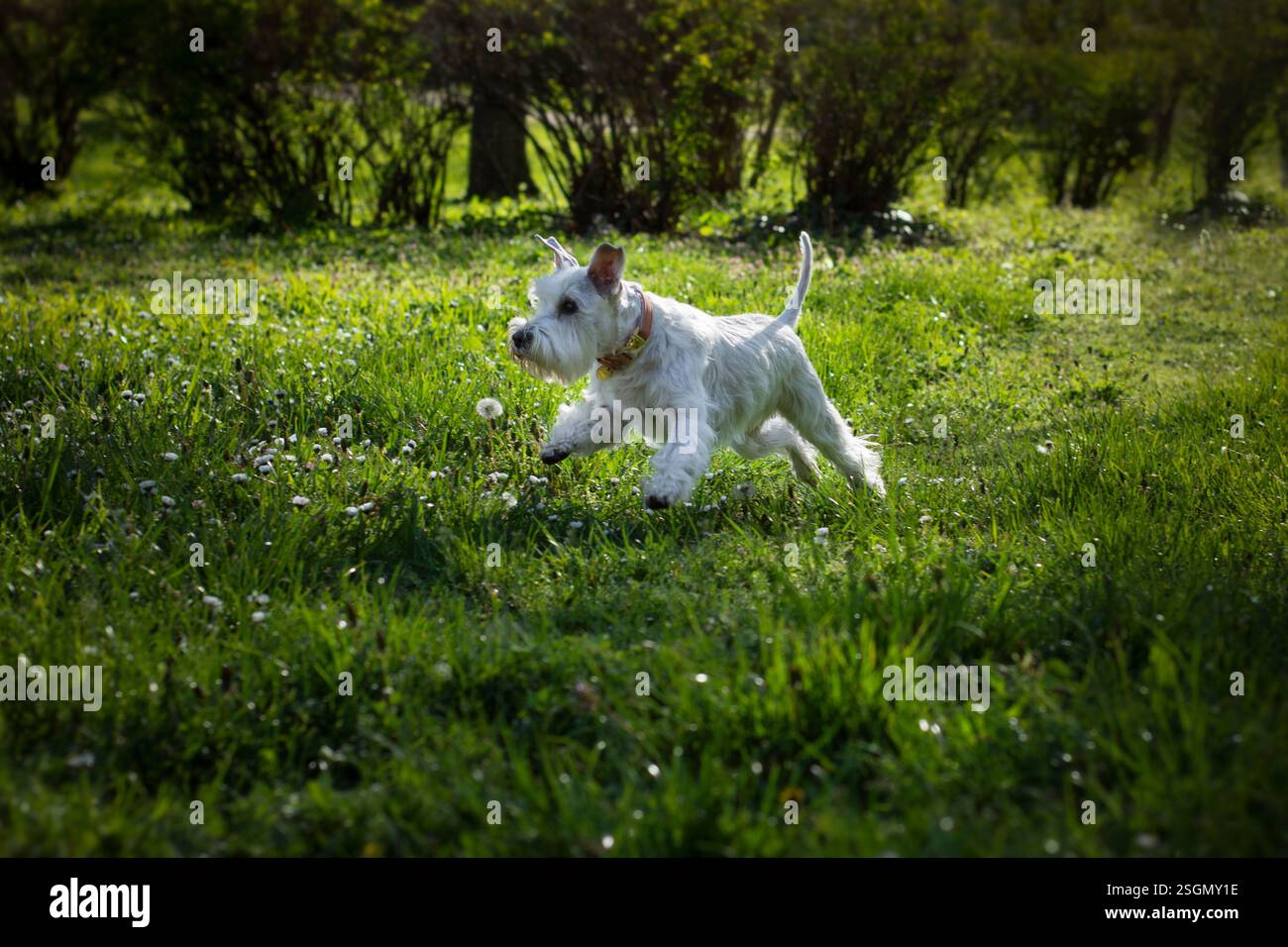 White miniature schnauzer dog running in the park Stock Photo - Alamy