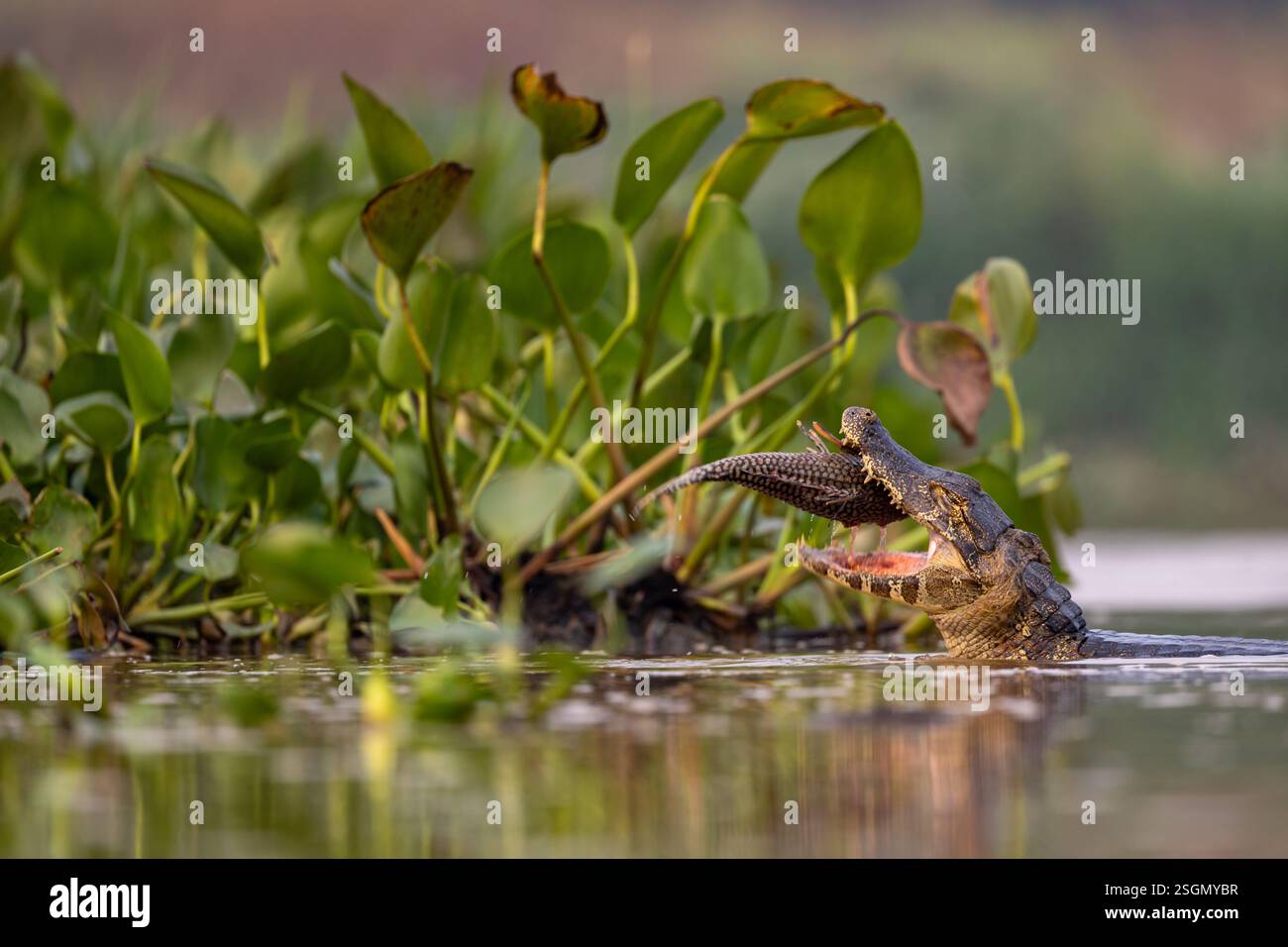 Yacare Caiman in Action: A Predator’s Feast Stock Photo - Alamy
