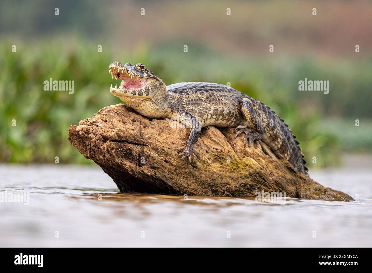 A Yacare caiman basks on a log, mouth agape in the Pantanal Stock Photo ...