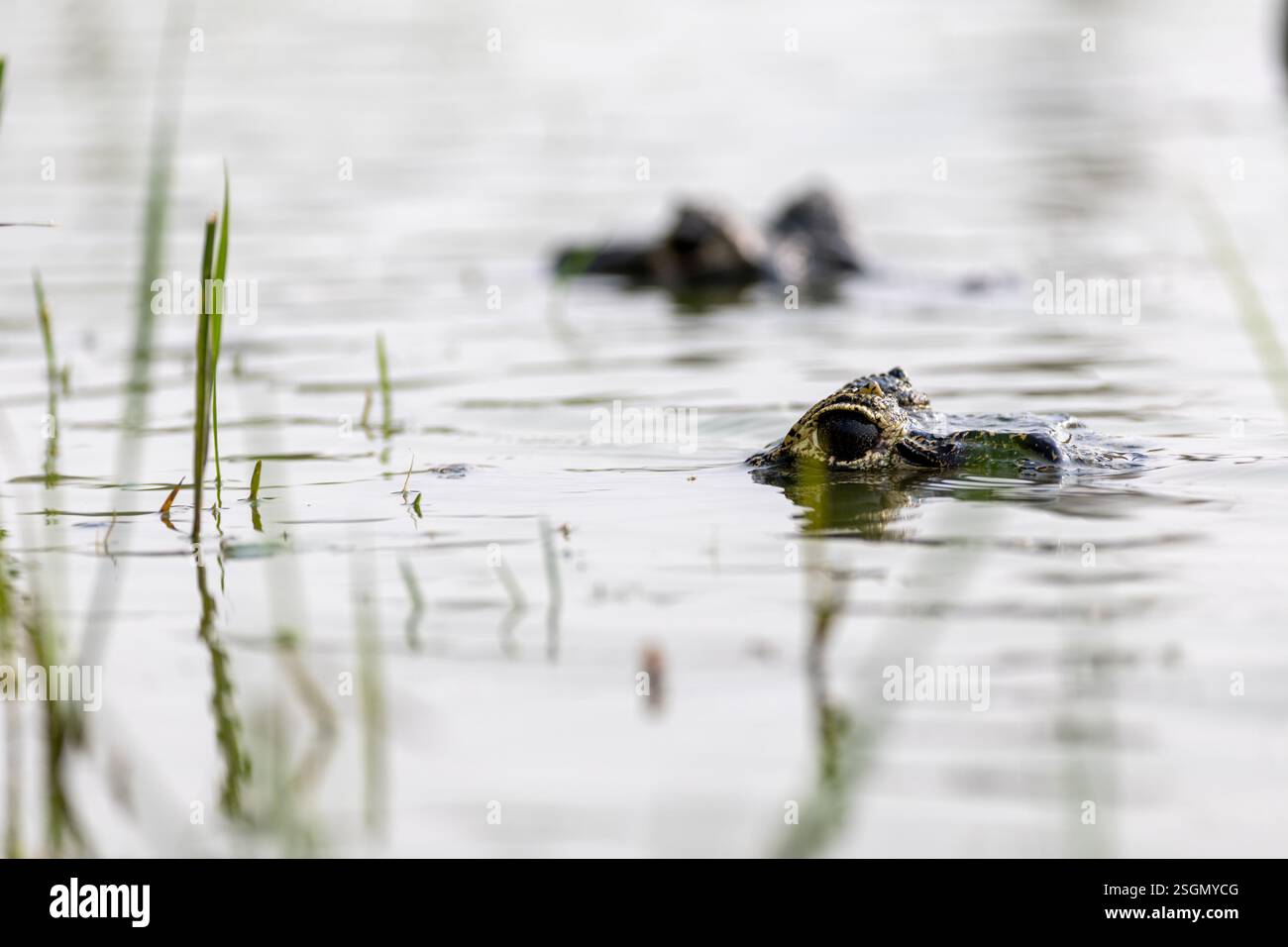 Silent Stalker: Caiman on the Hunt Stock Photo - Alamy