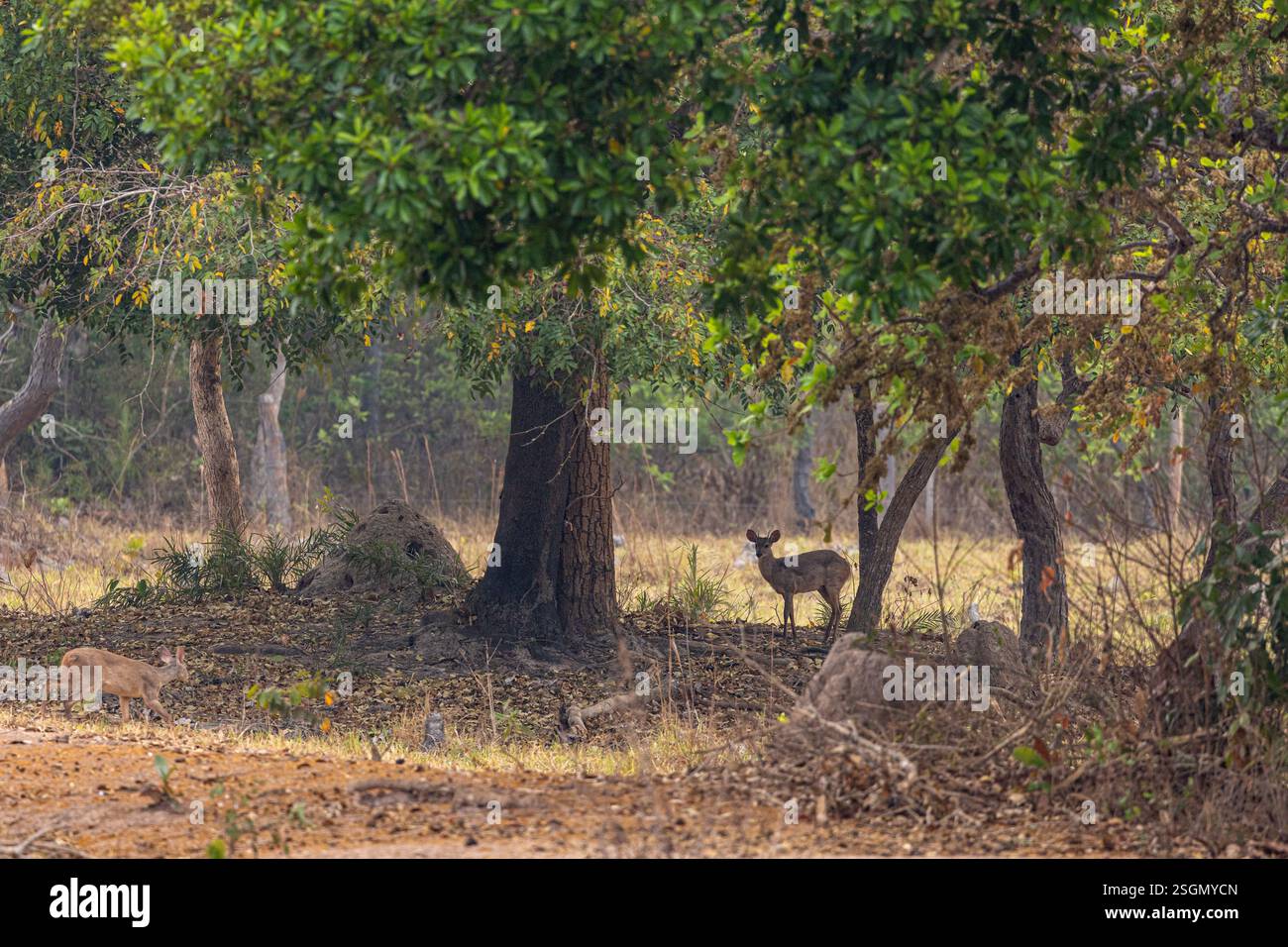 A deer stands under a tree in the Pantanal Stock Photo - Alamy