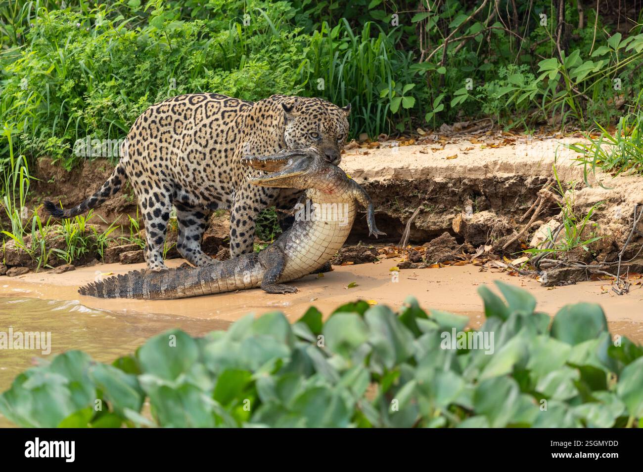 Jaguar Takes Down a Caiman, Predator and Prey Stock Photo - Alamy
