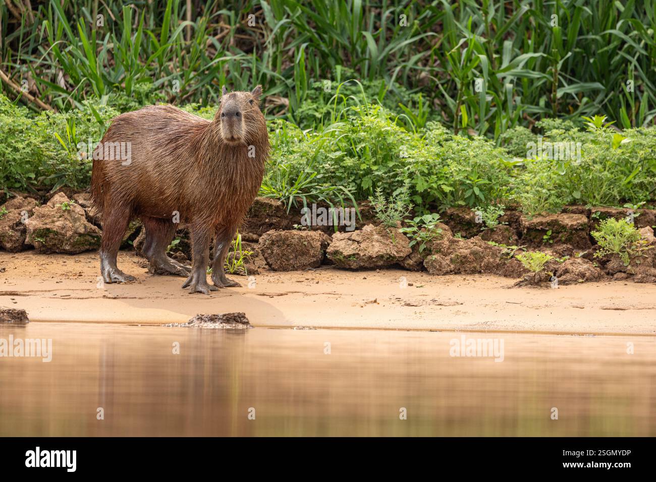 A capybara stands calmly on a sandy riverbank Stock Photo - Alamy