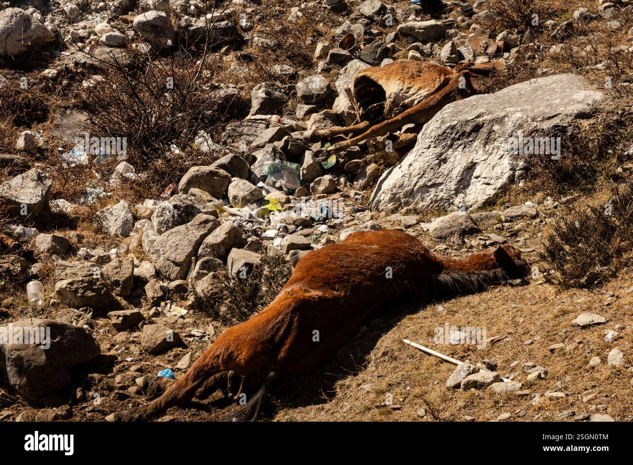 Death decay deceased dead hi-res stock photography and images - Alamy