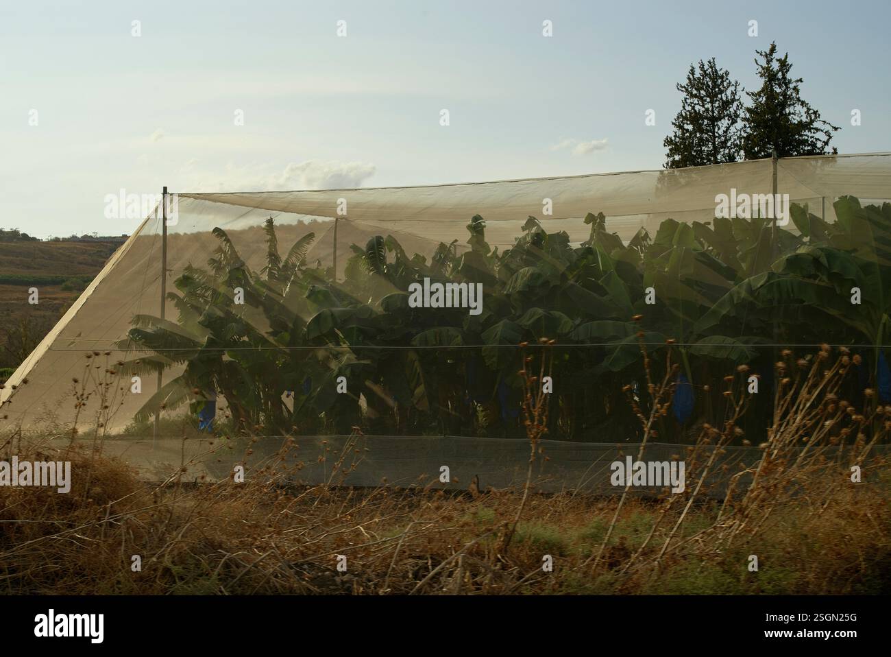 Banana plants growing inside a protective netting structure in a rural ...