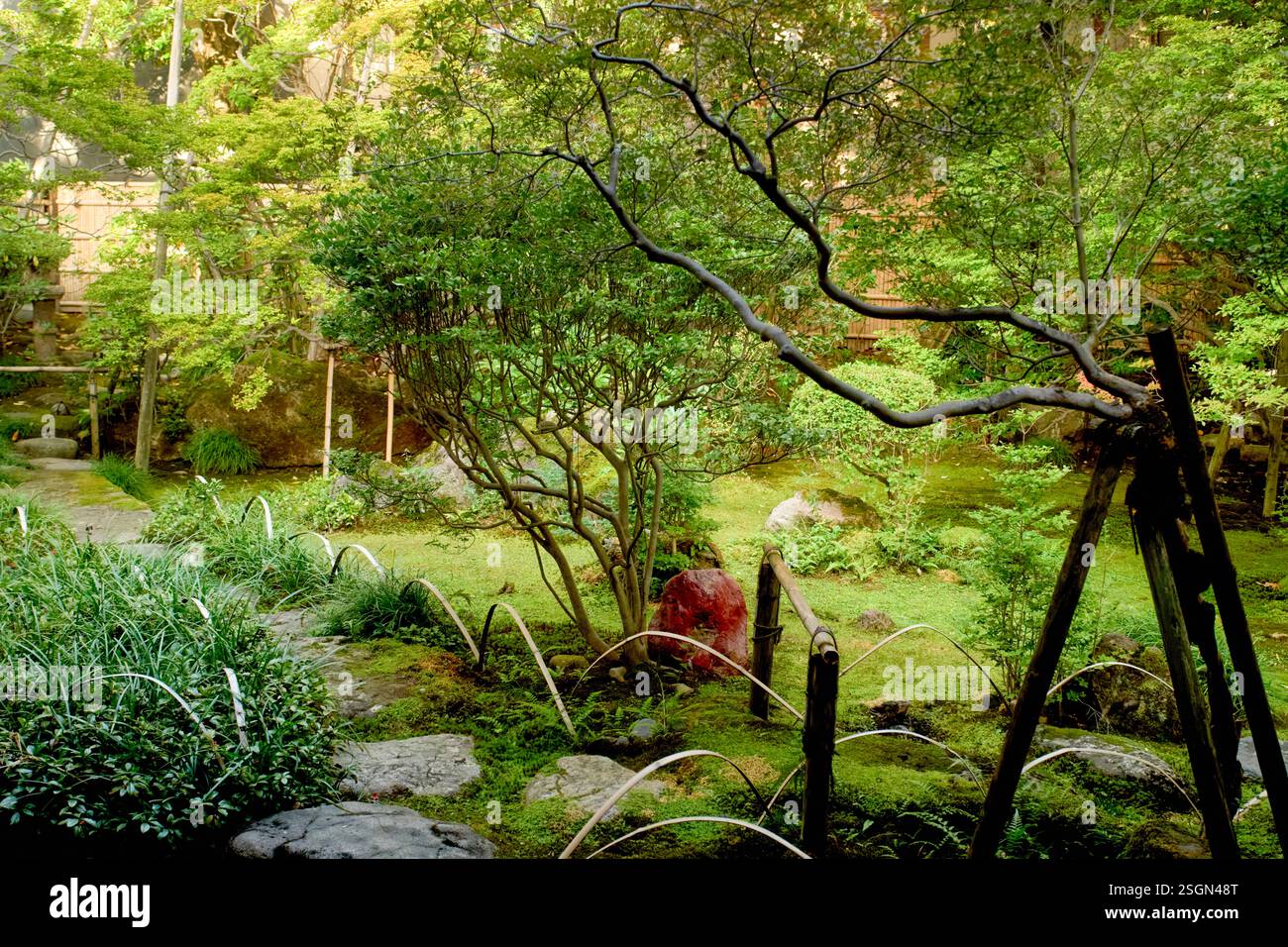 Serene Japanese garden with lush greenery, arching branches, and ...