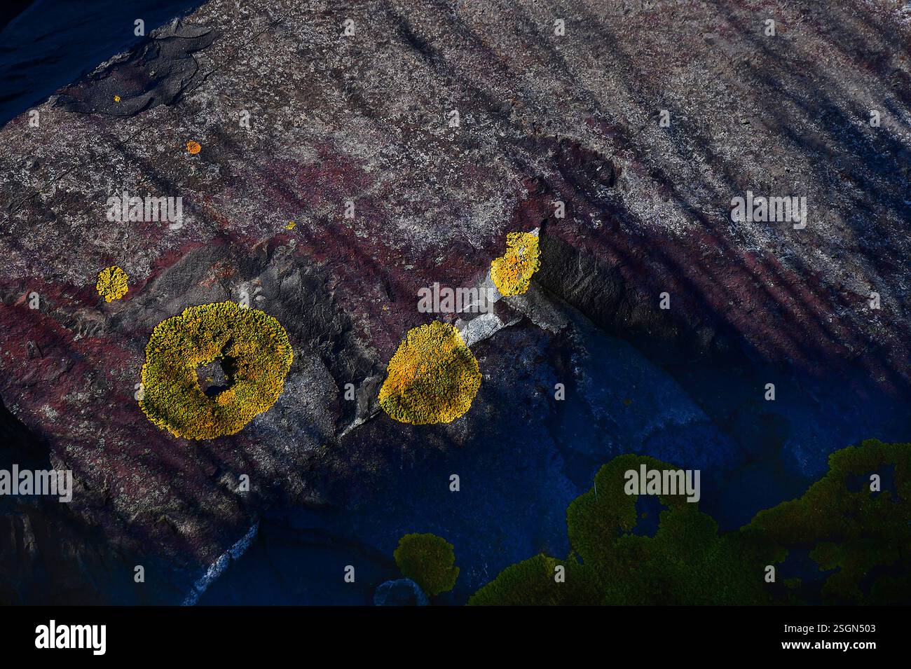 Yellow lichen growth on beach boulder. Close up photo with part shade ...