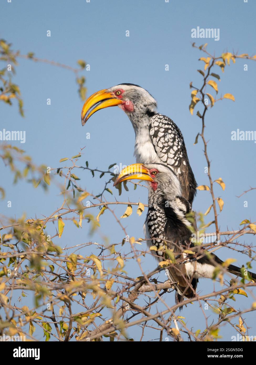 Tockus leucomelas leucomelas hi-res stock photography and images - Alamy