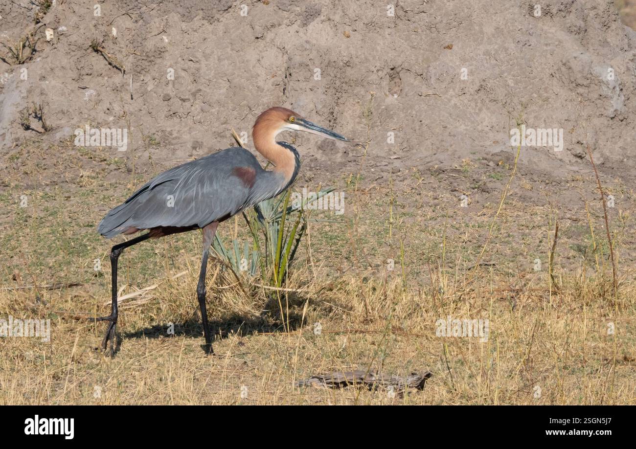 Goliath Heron (Ardea goliath Stock Photo - Alamy
