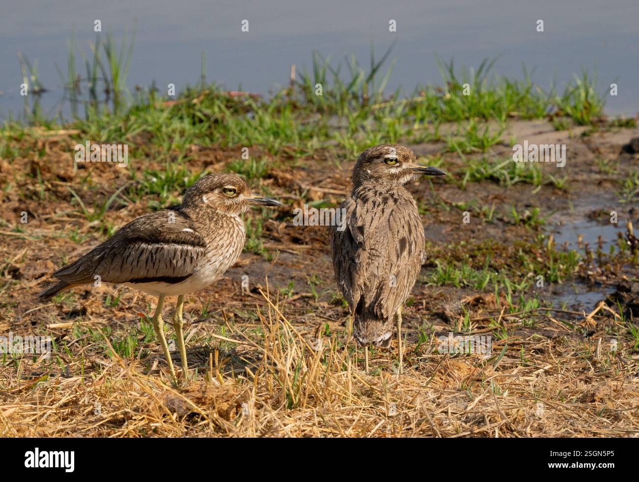 Spotted Thick-Knee (Burhinus capensis Stock Photo - Alamy