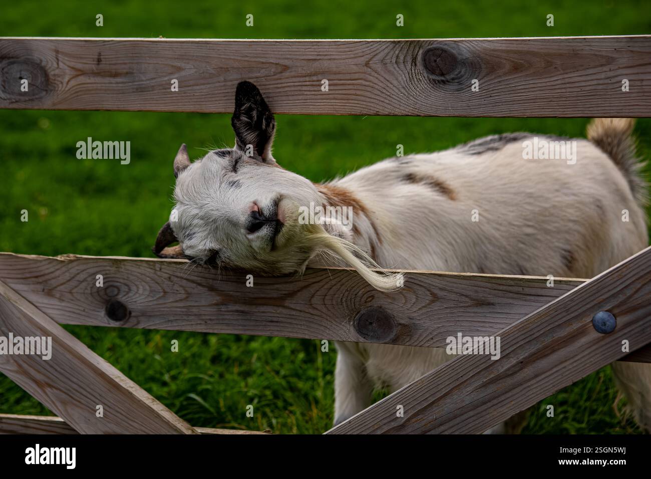 Chin scratch hi-res stock photography and images - Alamy