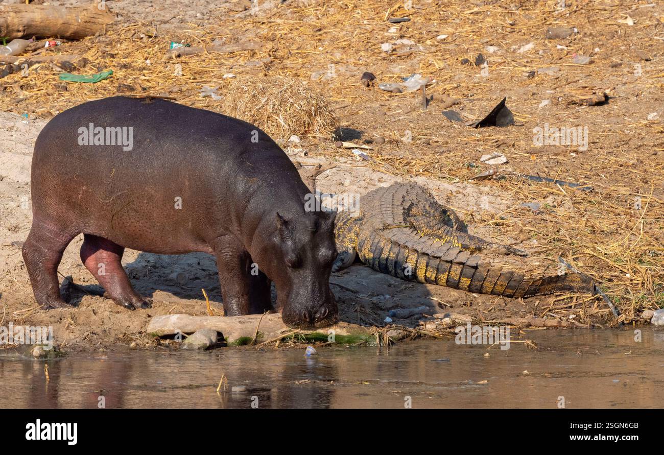 Hippopotamus (Hippopotamus amphibius) alongside nile crocodile ...