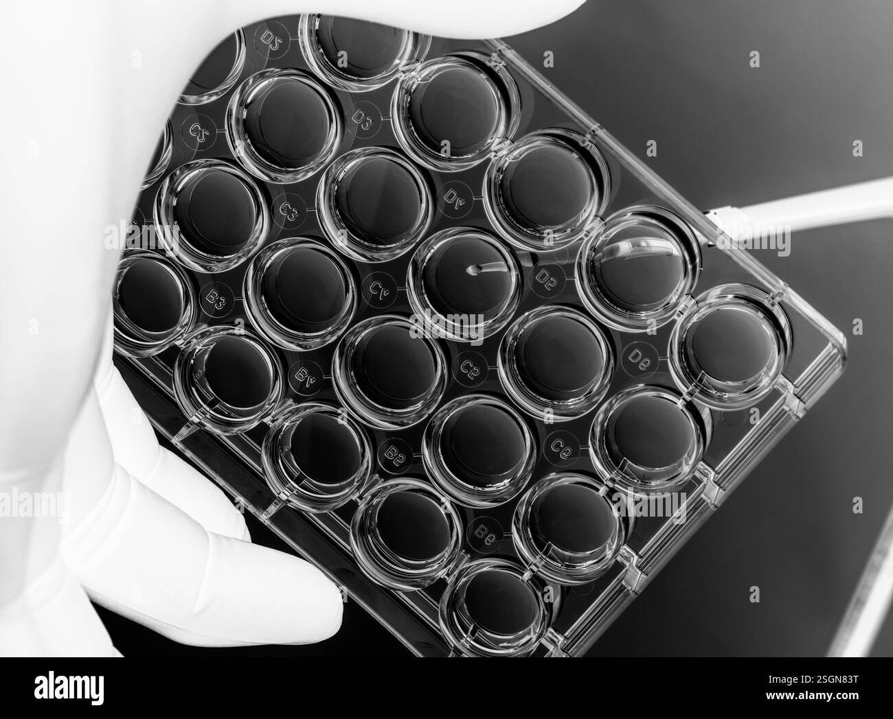 Biomedicine, Scientist preparing cells in growth medium in the lab ...