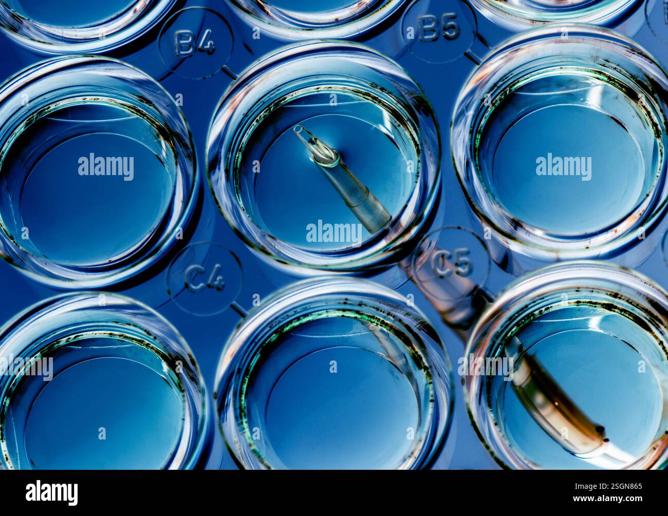 Biomedicine, Scientist preparing cells in growth medium in the lab ...