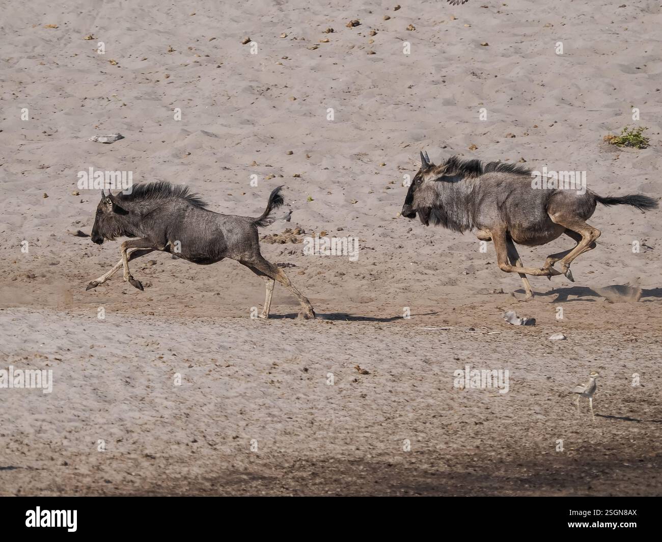 Blue Wildebeest (Connochaetes taurinus), also known as brindled Gnu ...