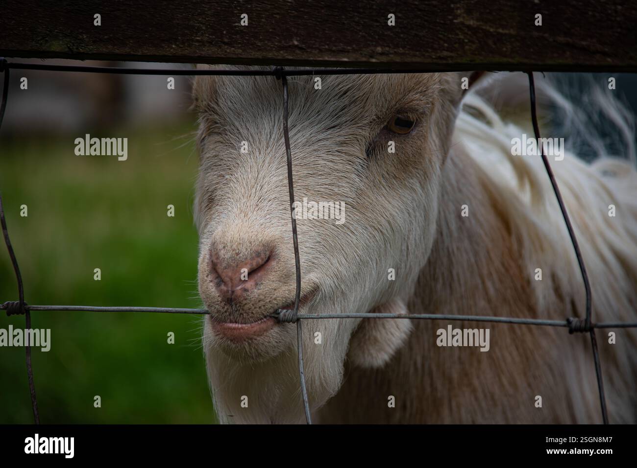 Long haired goat looking through a fence Stock Photo - Alamy