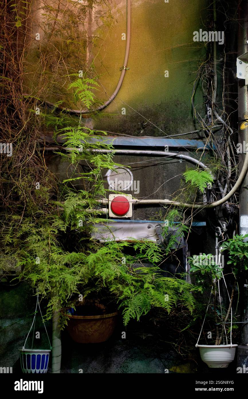 Green plants with hanging pots against a wall with a red button and ...