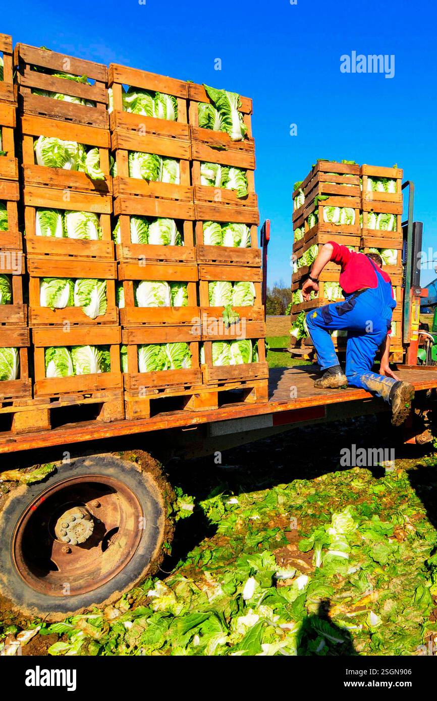 Preparing chinese cabbage for transportation, logistics in vegetable growing and farming ...